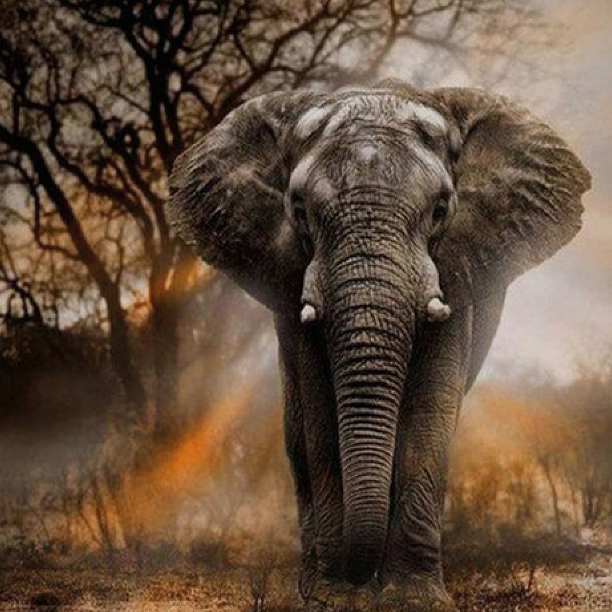 Olifanten – Myth Of Asia